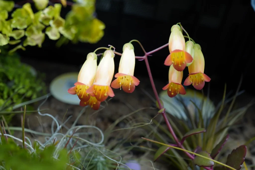 Kalanchoe manginii ’Tessa’ – Epiphyte LaHayca (ラハイカ) 着生植物